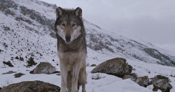 World premiere of MAVZER | Sarajevo Film Festival